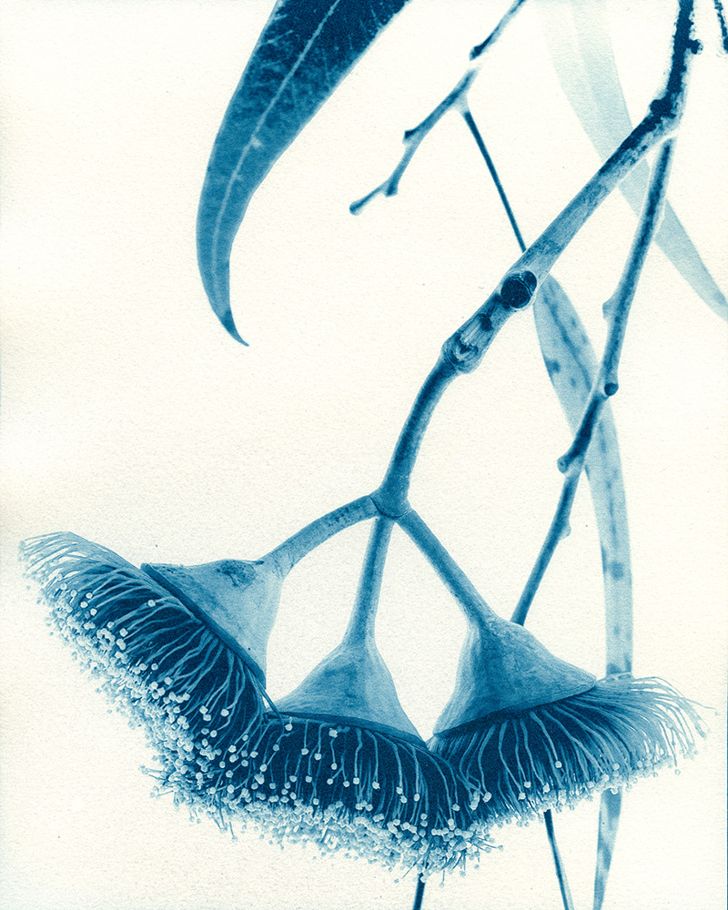 Silver Princess – Eucalyptus Caesia – Western Australian Native - Art ...