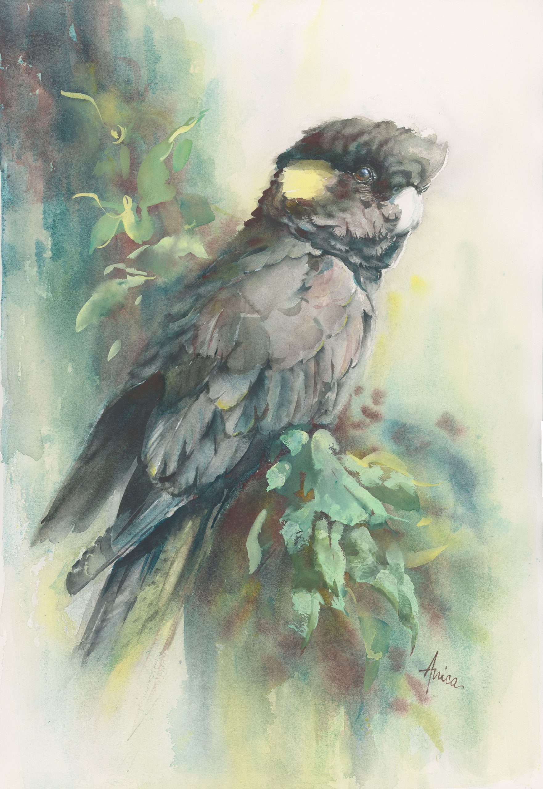 Yellow-tailed Black Cockatoo - Art Lovers Australia