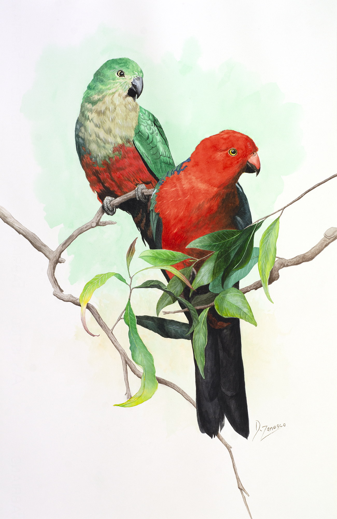 King And Queen King Parrots Art Lovers Australia