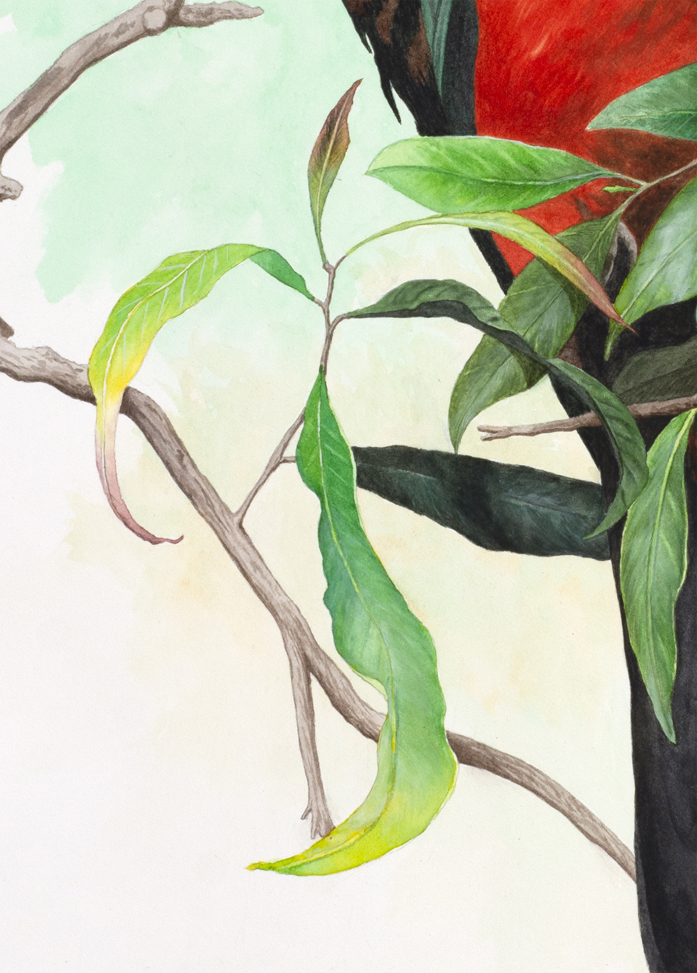 King and Queen - King Parrots - Art Lovers Australia