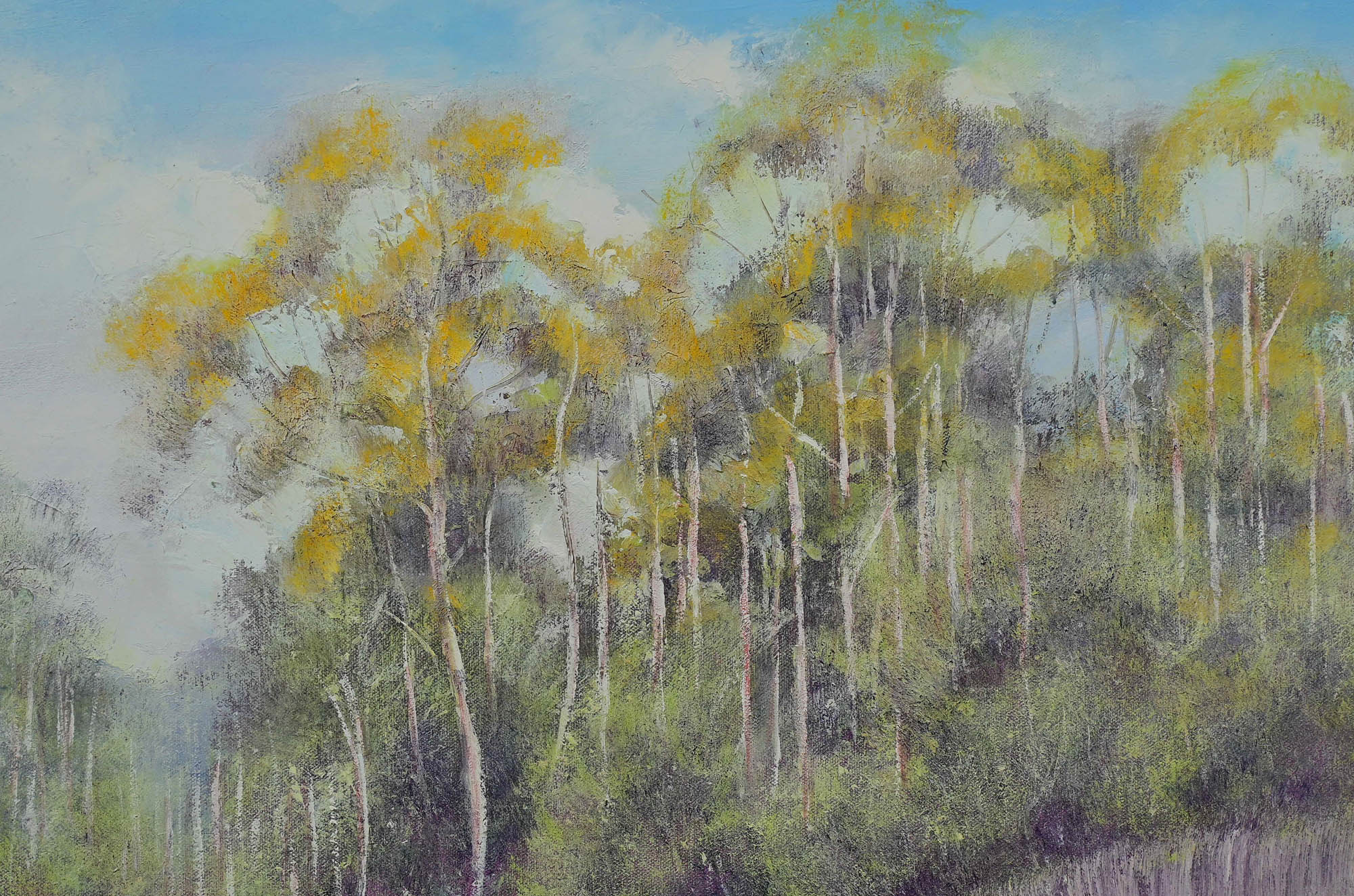 Karri Tree Forest - Art Lovers Australia