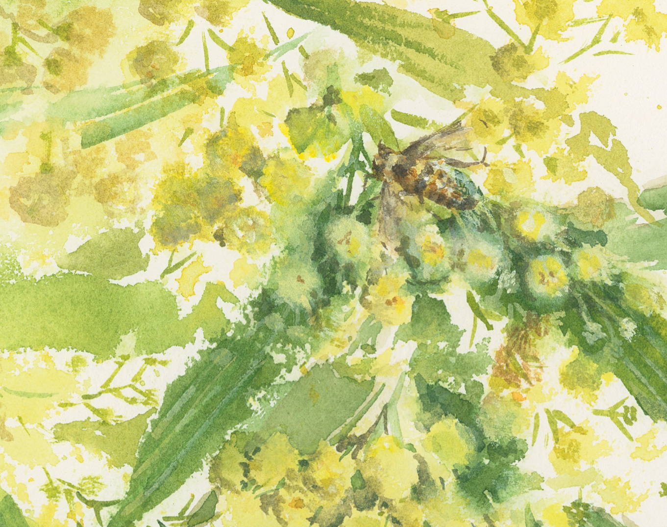 Sweet Scent of Summer Wattle - Art Lovers Australia