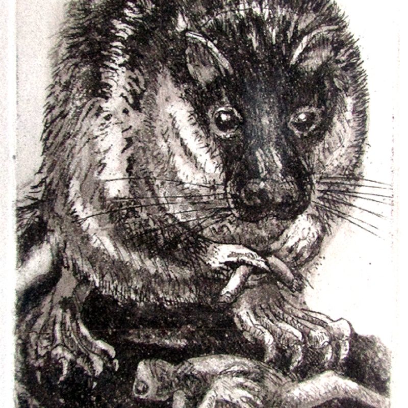 Water Rat Rakali at her lunch Ltd Ed Print - Art Lovers Australia