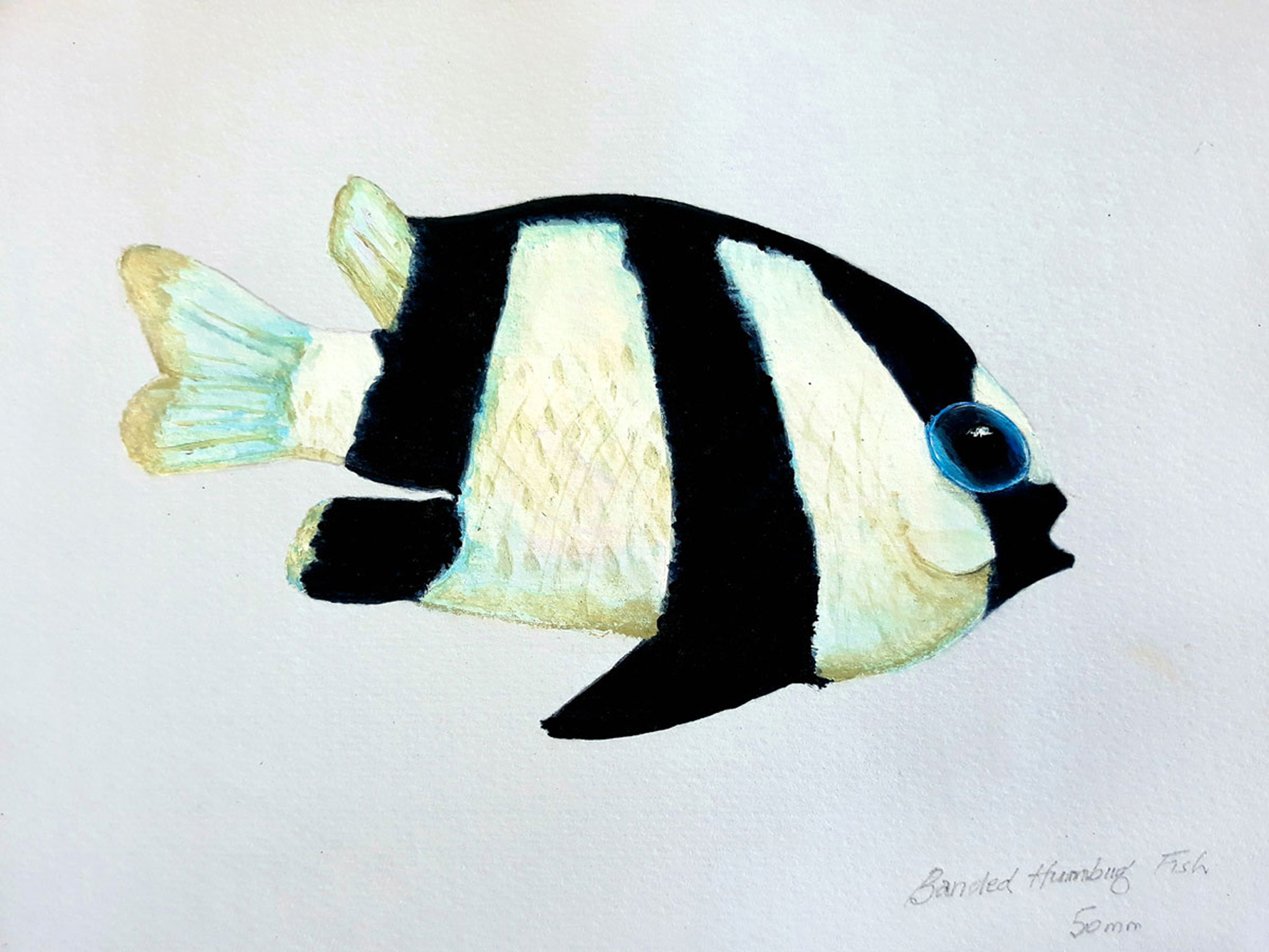 Humbug Fish - Art Lovers Australia