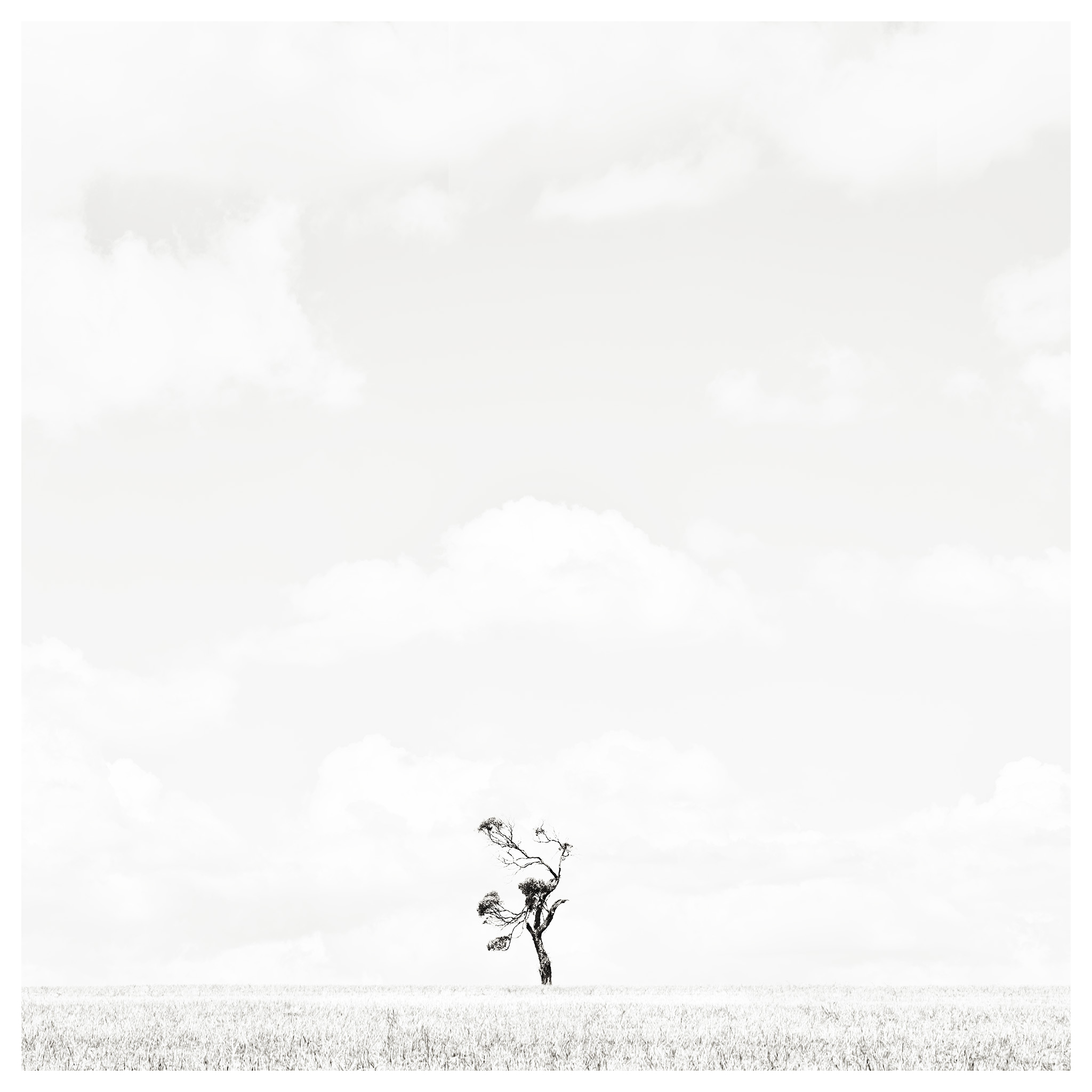 Quiet - standing gracefully against bright skies. - Art Lovers Australia