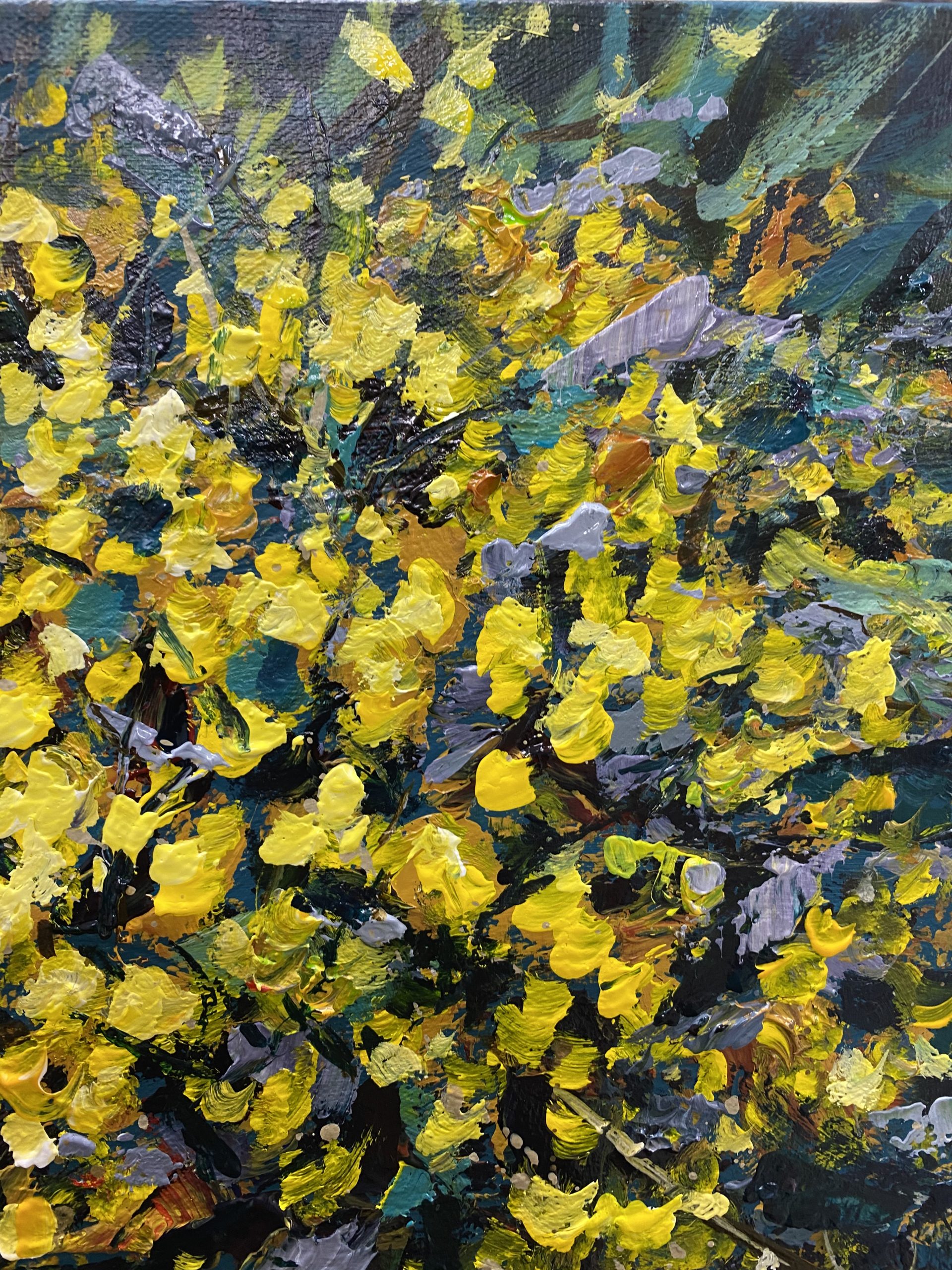 Wattles on display - Art Lovers Australia