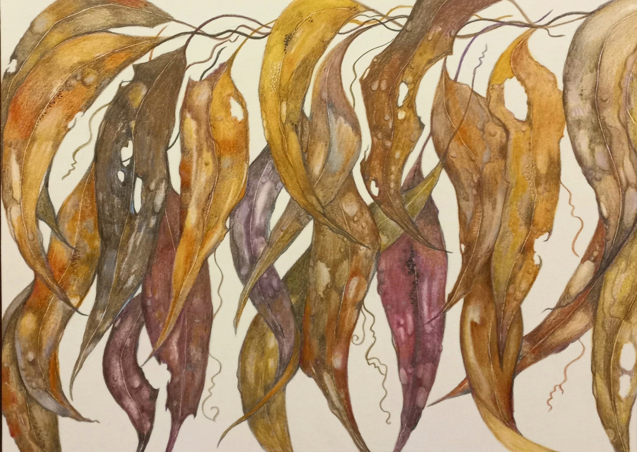 Misshapen Eucalyptus Leaves drawing No 5 - Art Lovers Australia