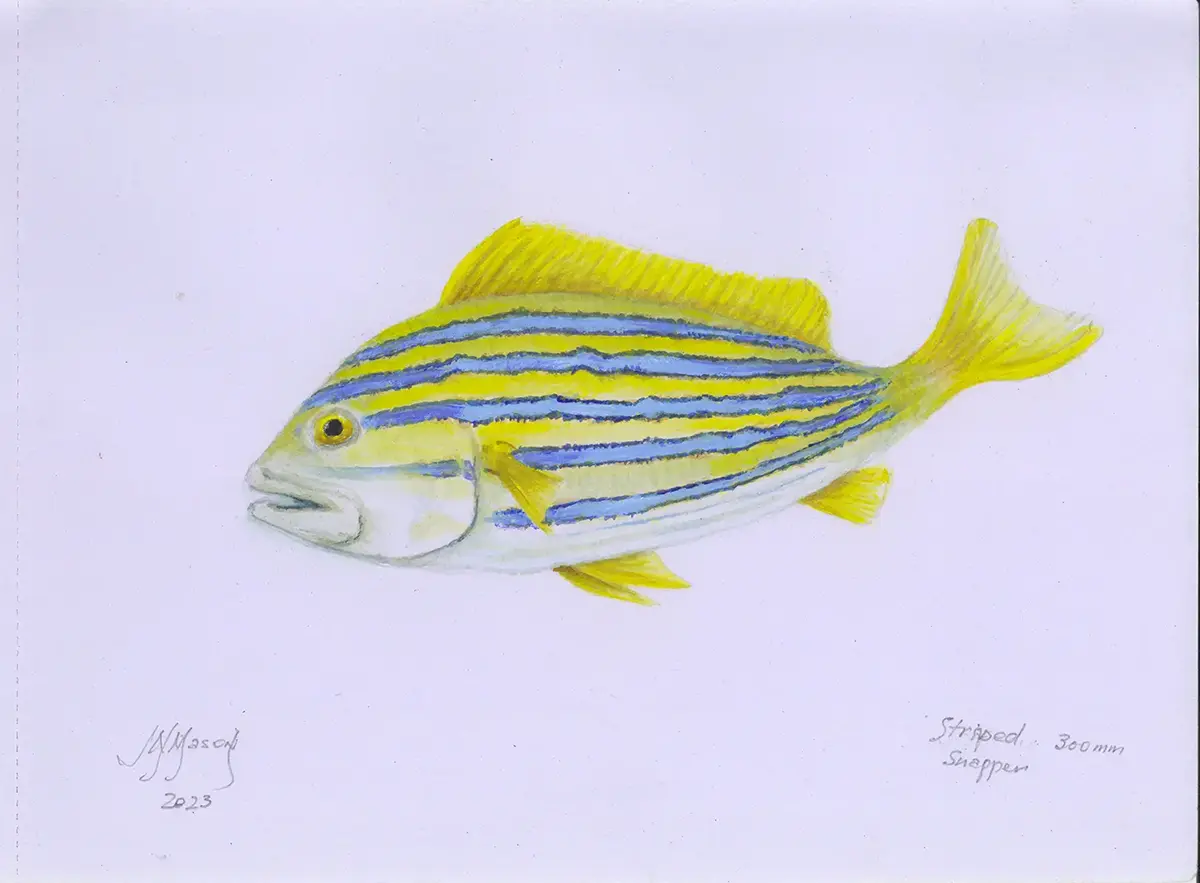 Striped Snapper - Art Lovers Australia