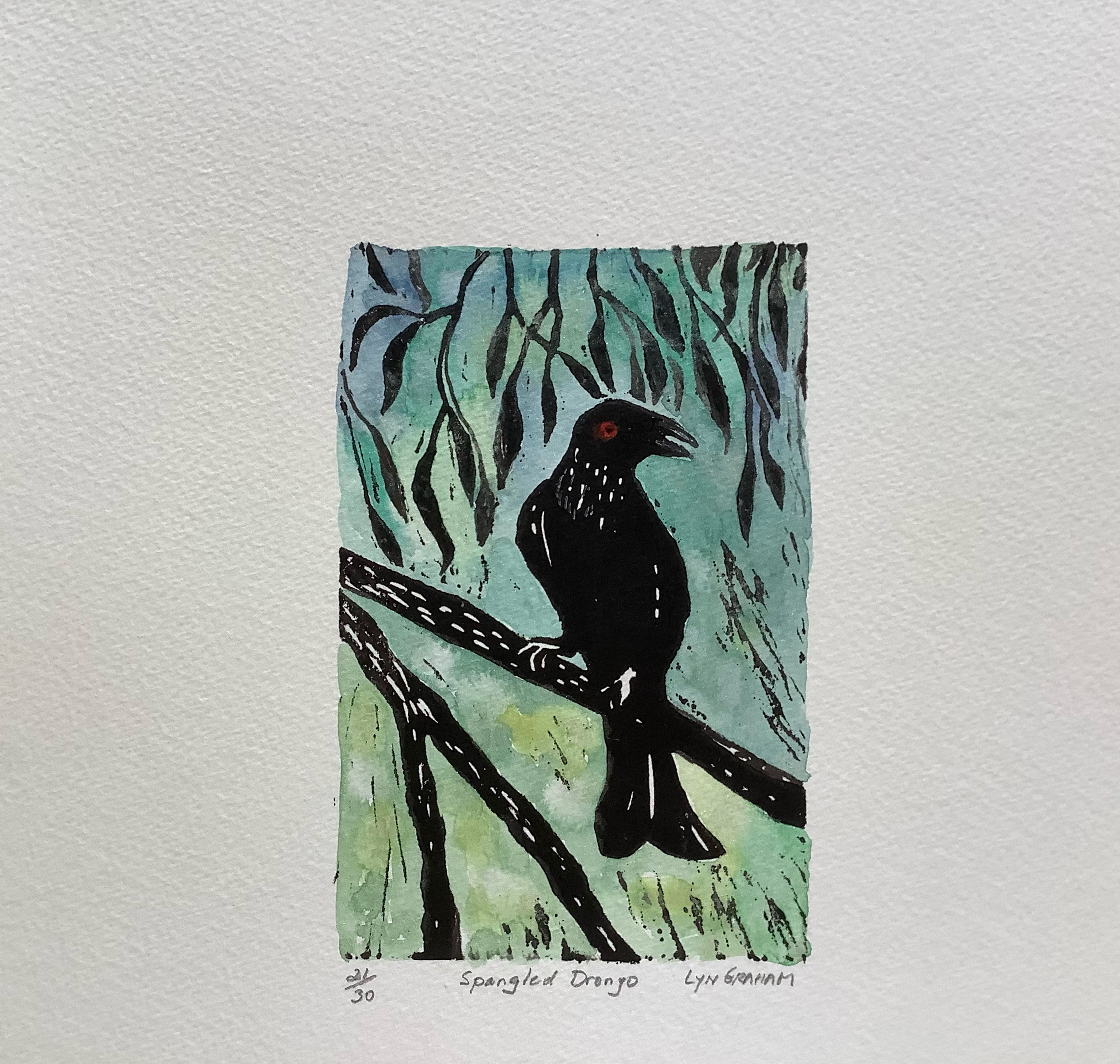 Spangled Drongo Ltd Ed Print - Art Lovers Australia