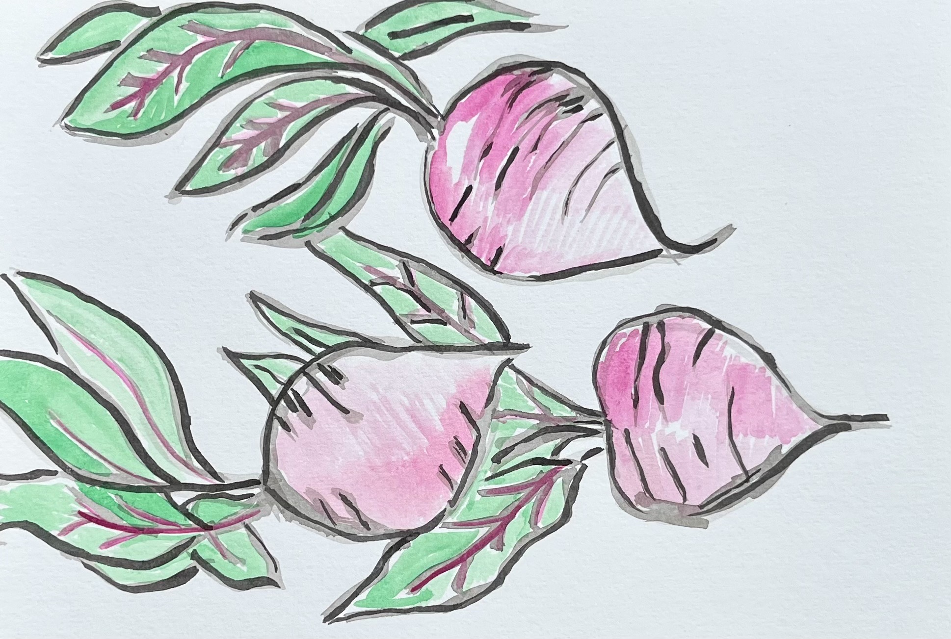 Beetroot 2 - Art Lovers Australia