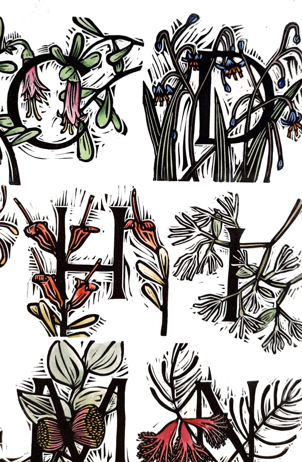 Australian Floral Alphabet in Colour - Art Lovers Australia