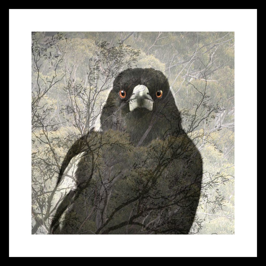 Habitat Series - Magpie - Art Lovers Australia