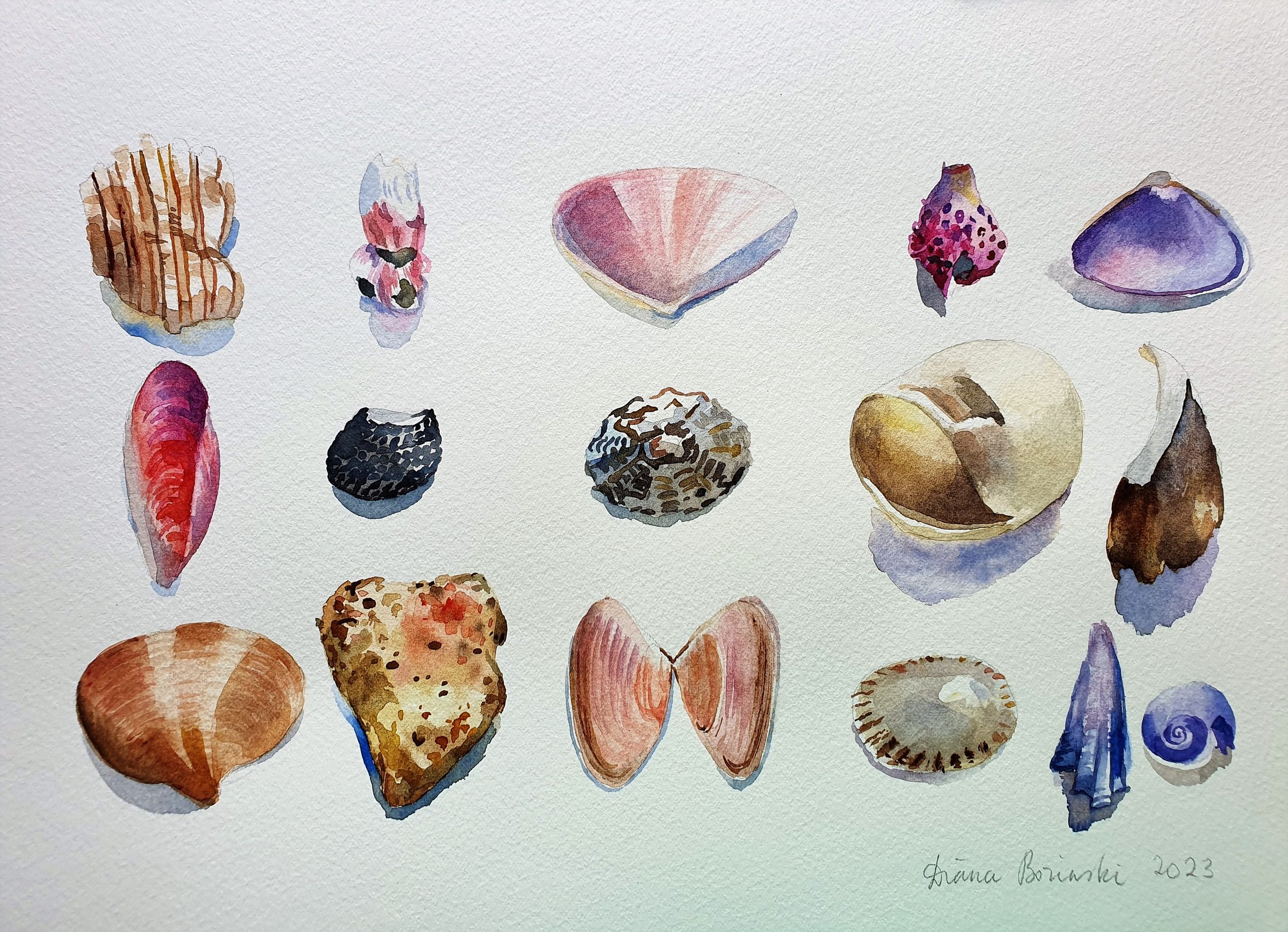 Shoal Bay shells 1 - Art Lovers Australia