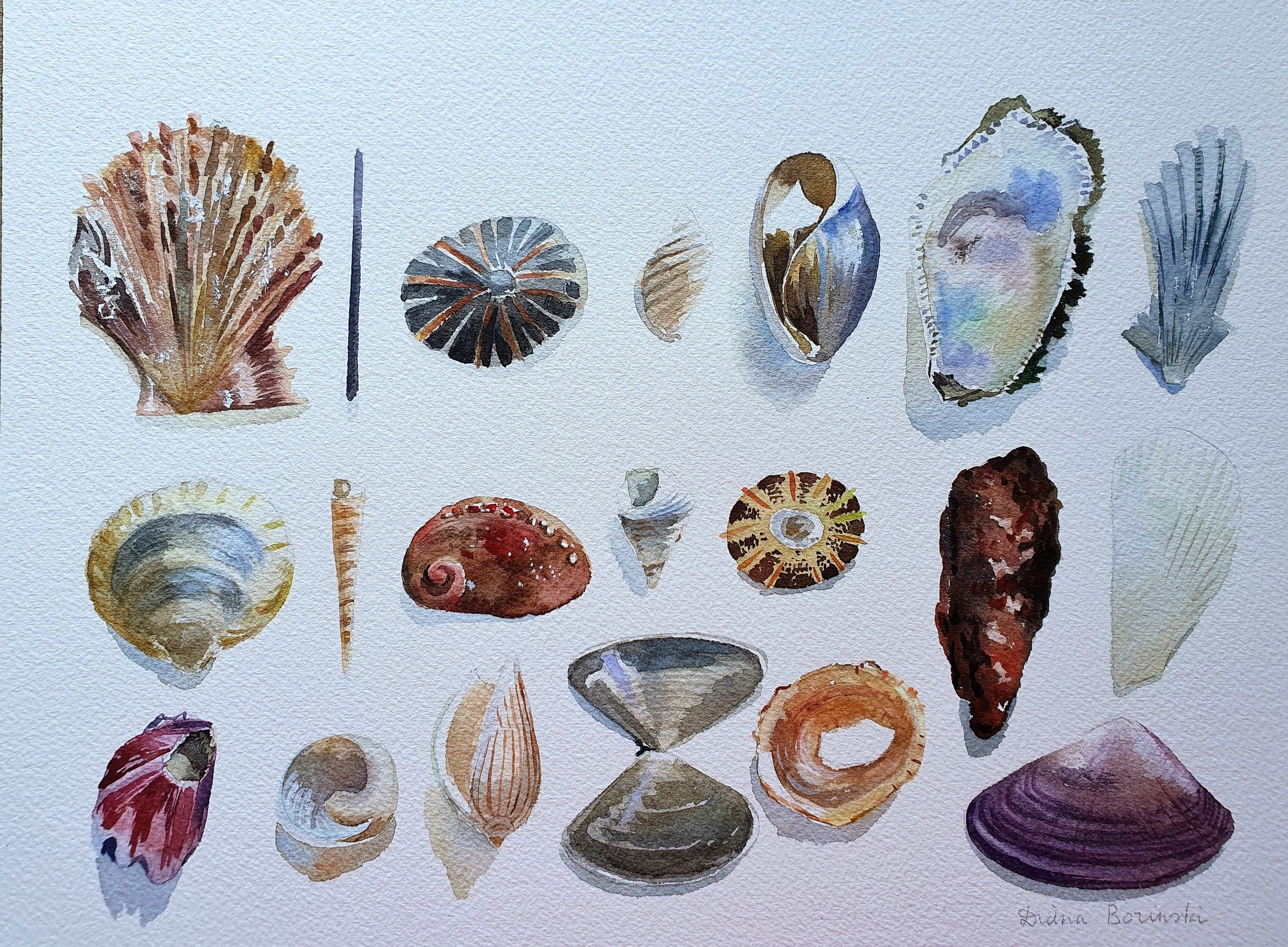 Shoal Bay shells 2 - Art Lovers Australia