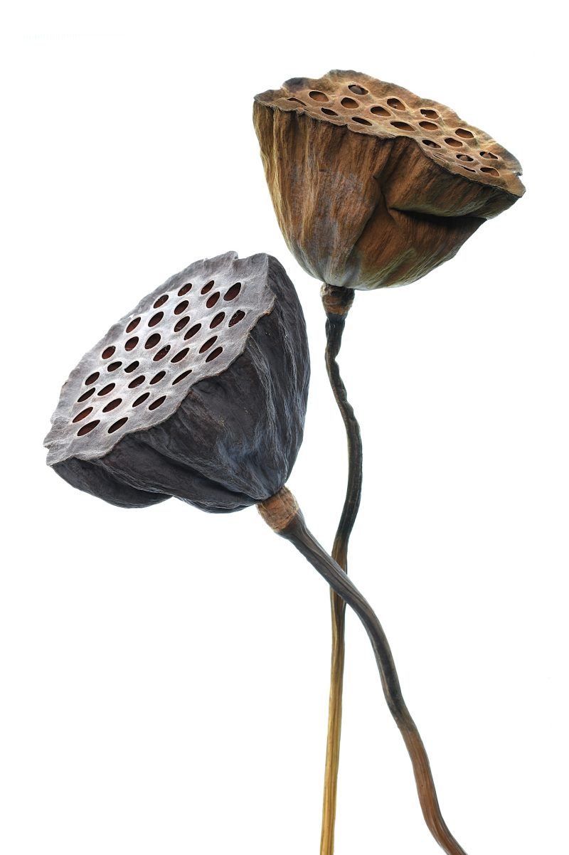 Lux in Tenebris Ltd Ed Print - Art Lovers Australia