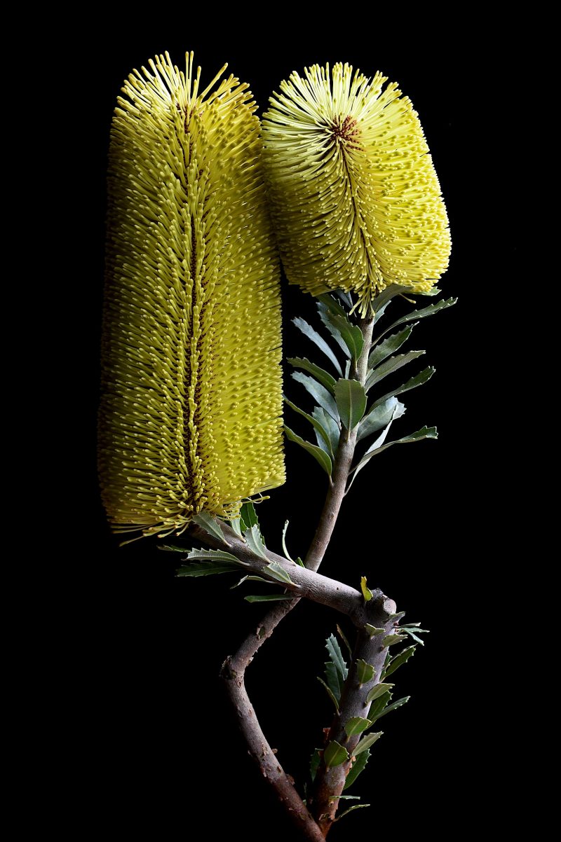 Banksia Leaves - Art Lovers Australia