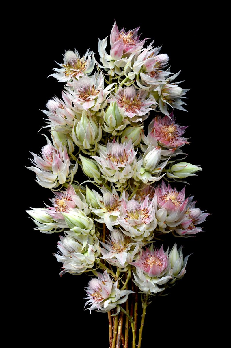 Lux in Tenebris Ltd Ed Print - Art Lovers Australia