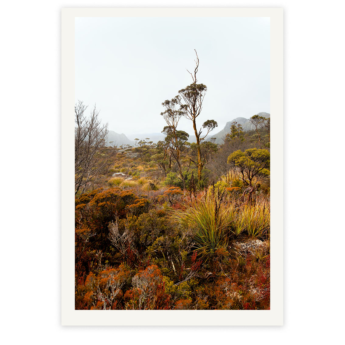 Alpine Heat - Ltd Ed Print - Art Lovers Australia