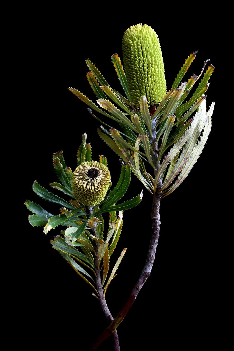 Banksia Leaves - Art Lovers Australia