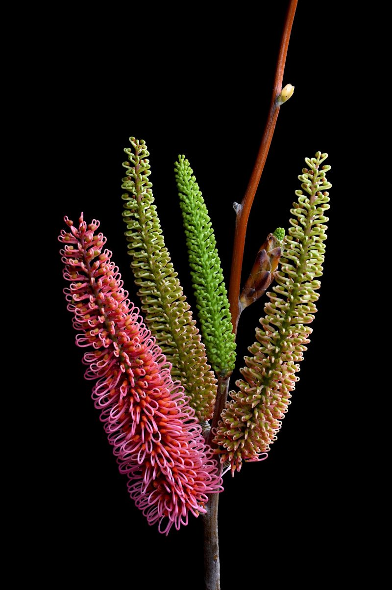 Lux in Tenebris Ltd Ed Print - Art Lovers Australia