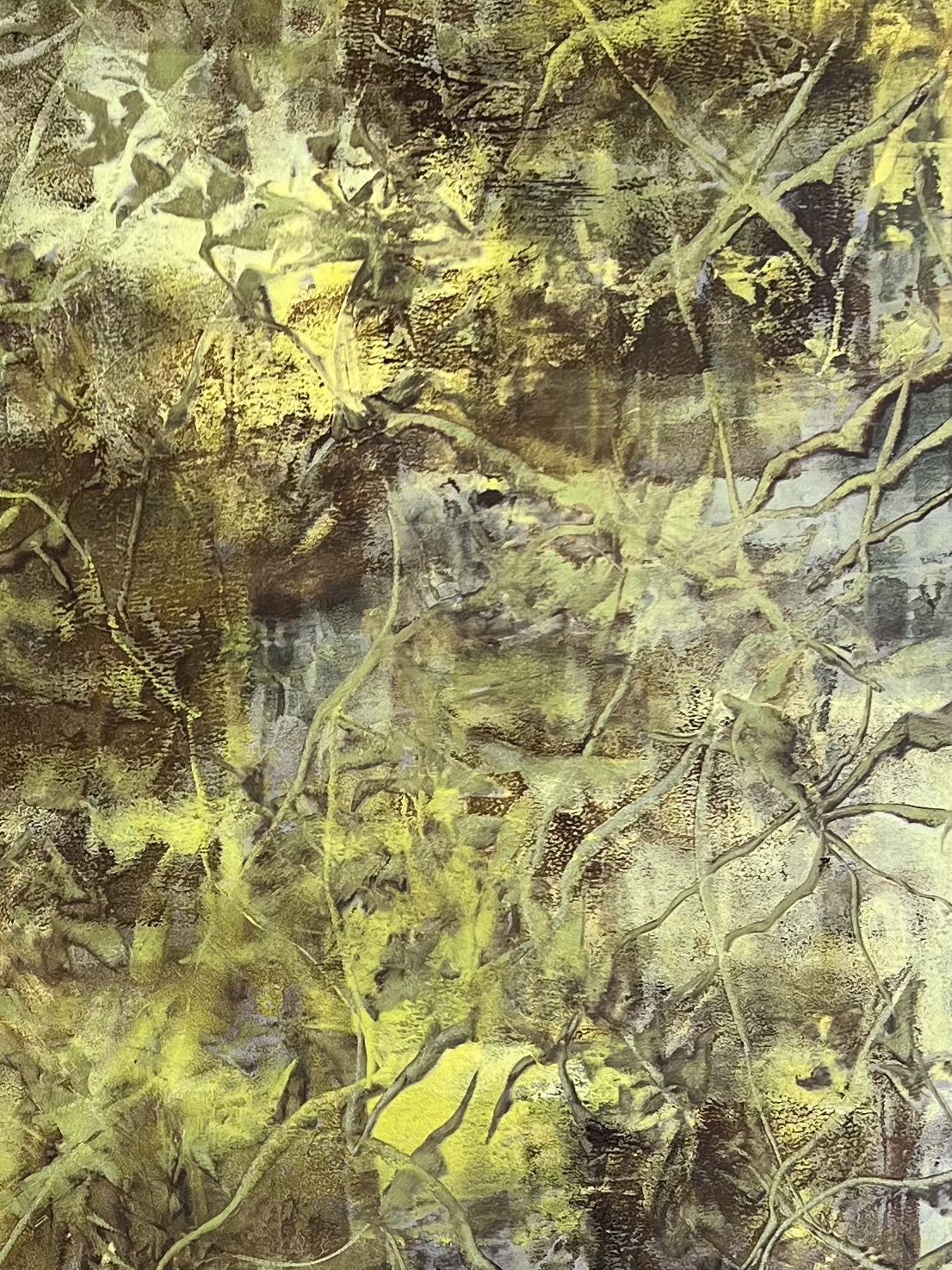 The Gossamer Wattle - Art Lovers Australia